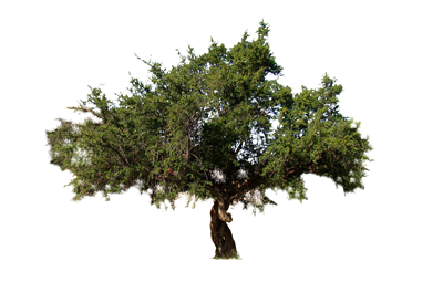 Anigré - Edelfurnier